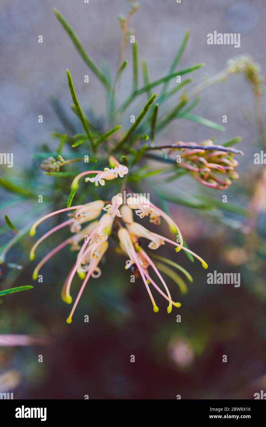 Native australian semper florens grevillea hi-res stock photography and ...
