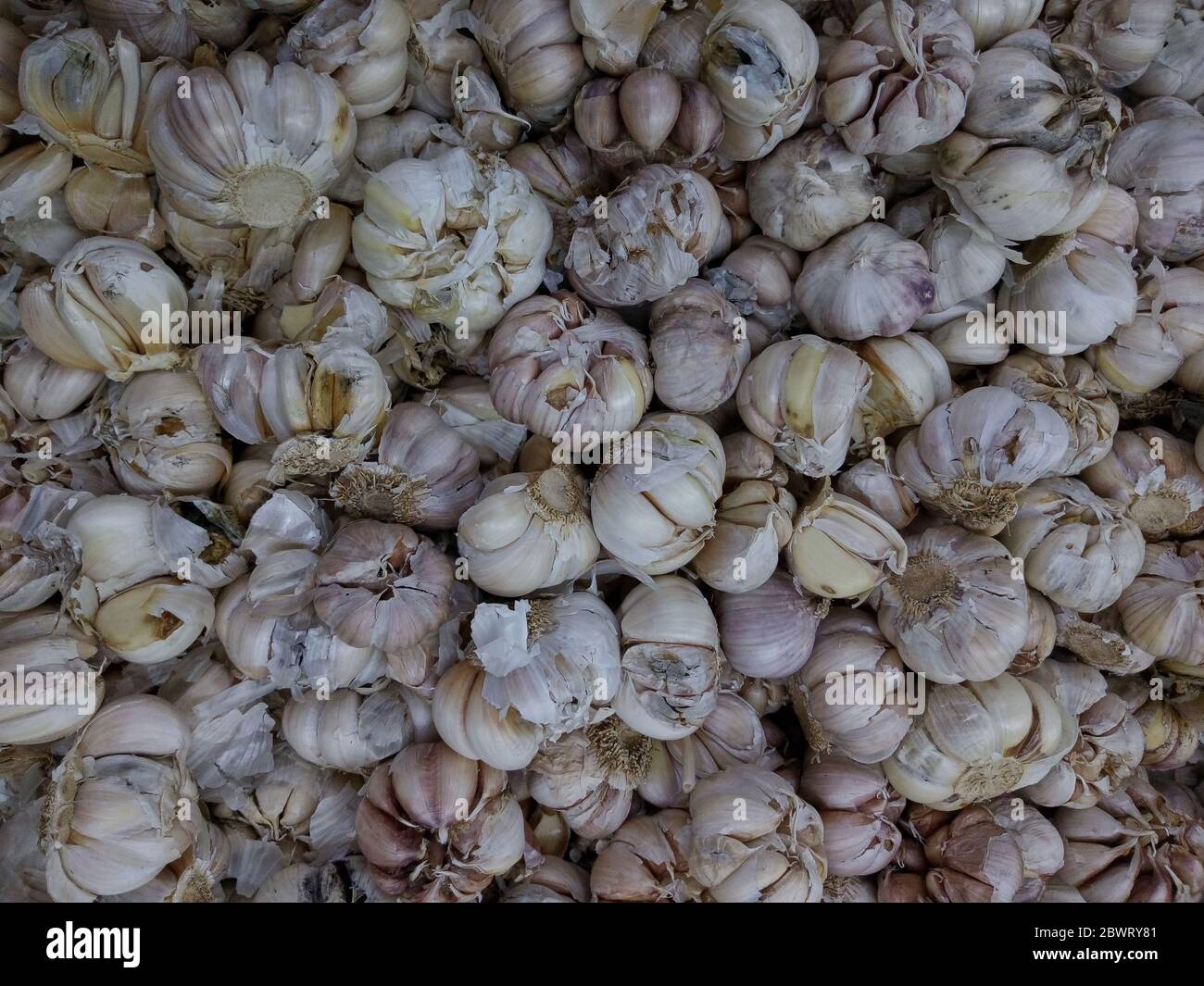 Bunch of fresh white garlic from top view. Close up white garlic in ...