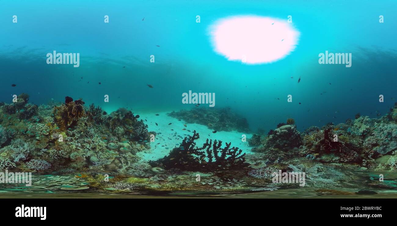 Tropical fishes and coral reef at diving. Beautiful underwater world ...
