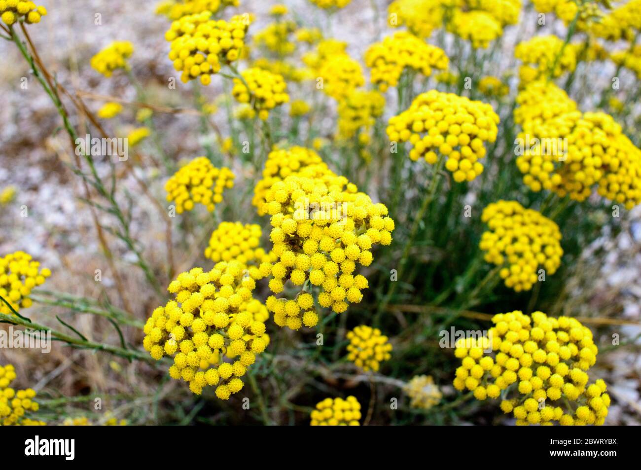 Silver helichrysum hi-res stock photography and images - Alamy