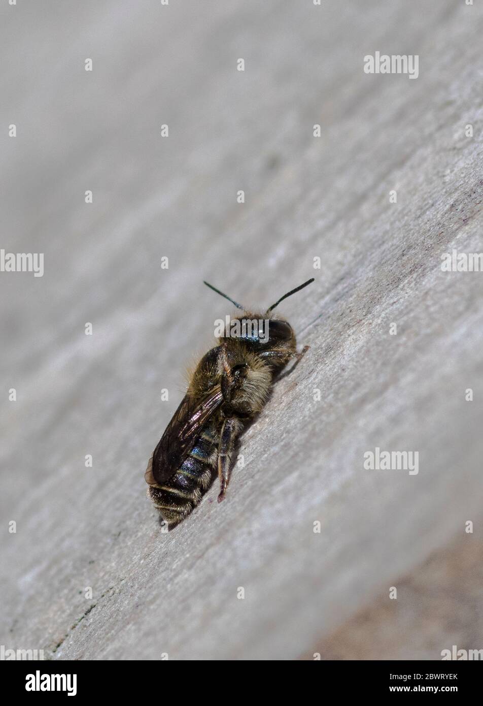 Female with insect hi-res stock photography and images - Alamy