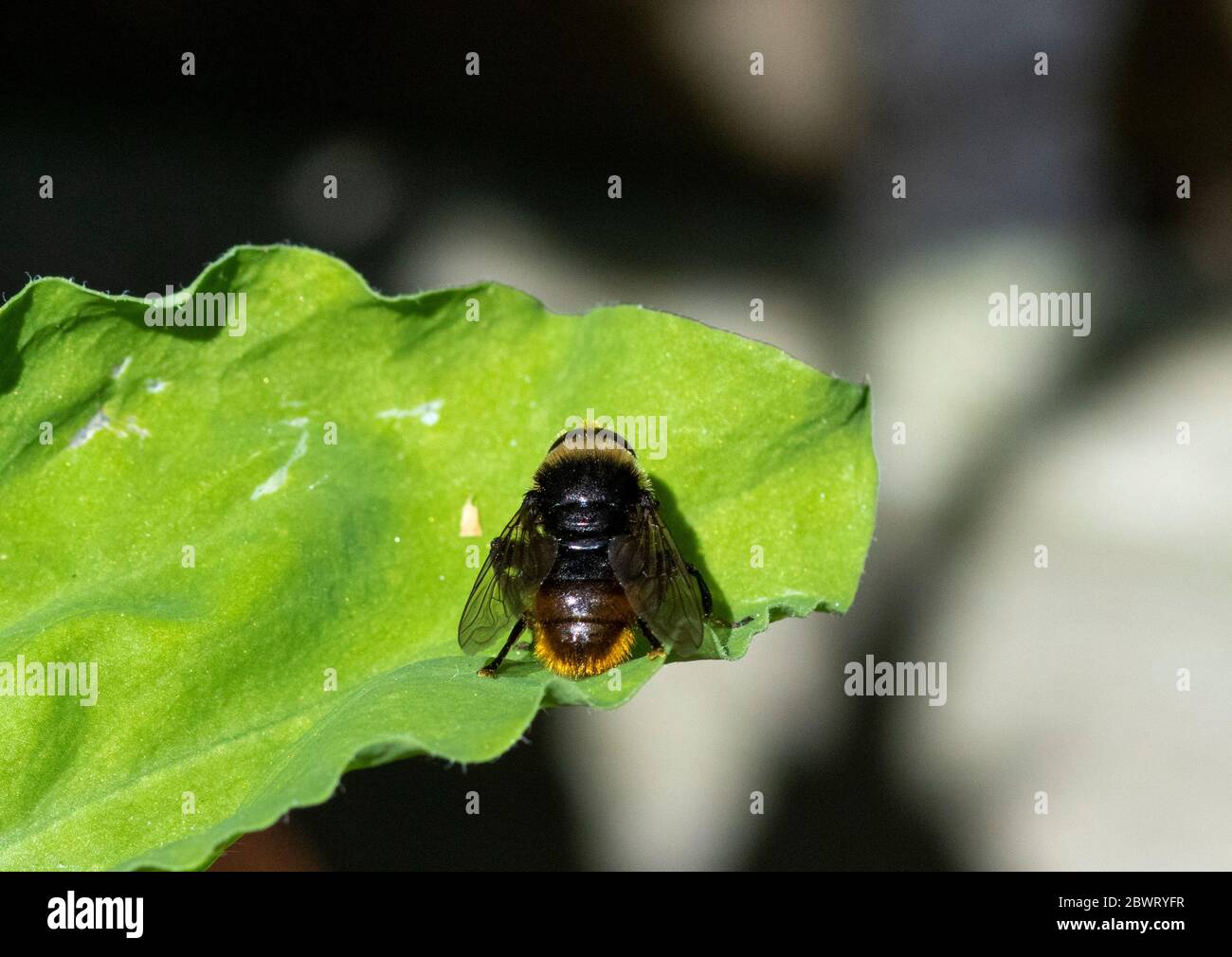 Narcissus bulb fly hi-res stock photography and images - Alamy