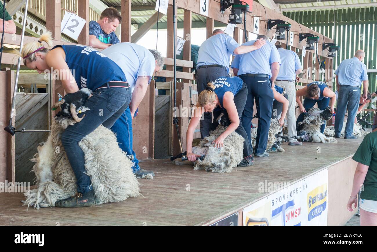 Ladies sheep shearing competition at the Great Yorkshire Show ...