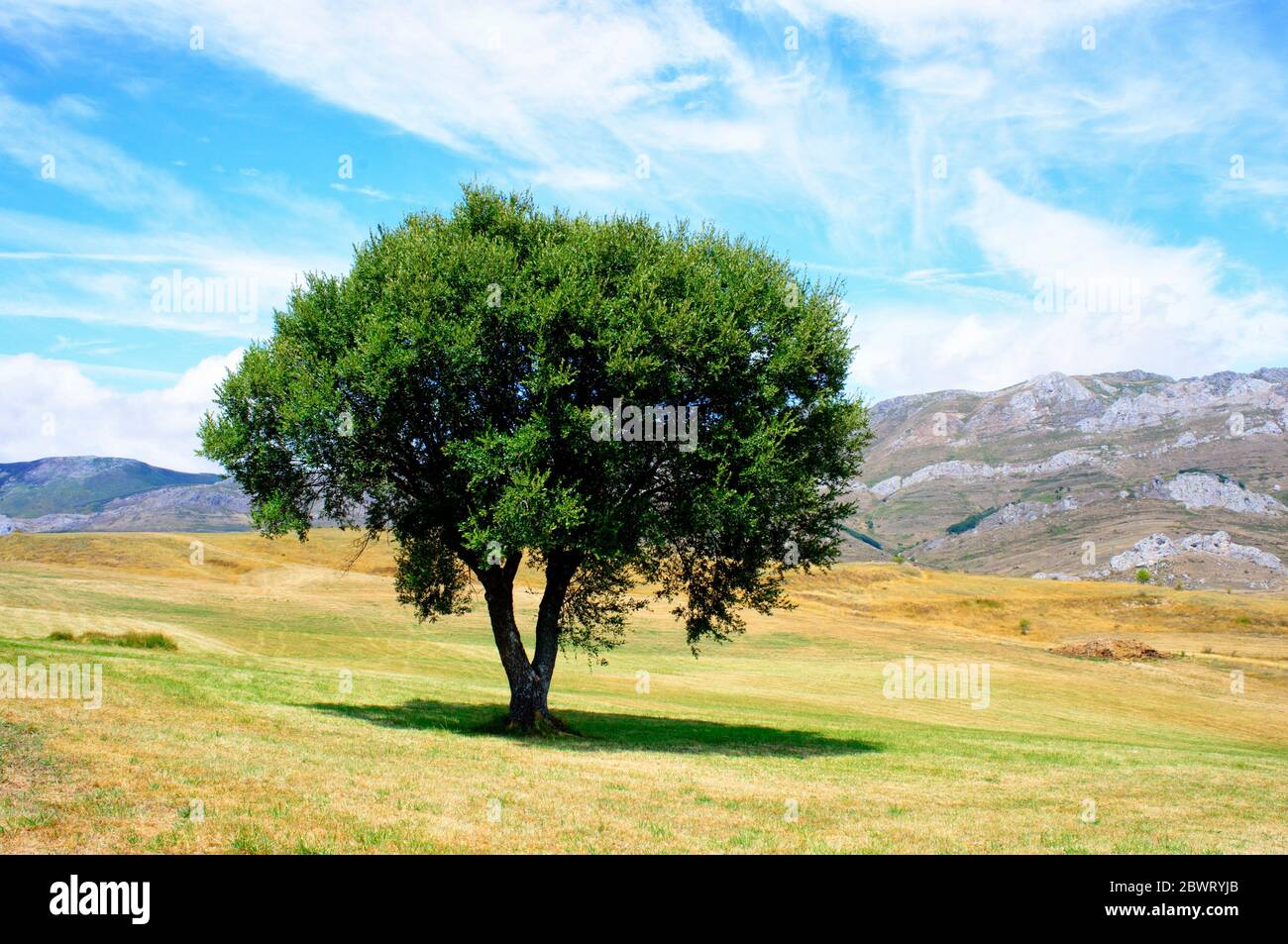 Wildflower in picos de europa hi-res stock photography and images - Alamy
