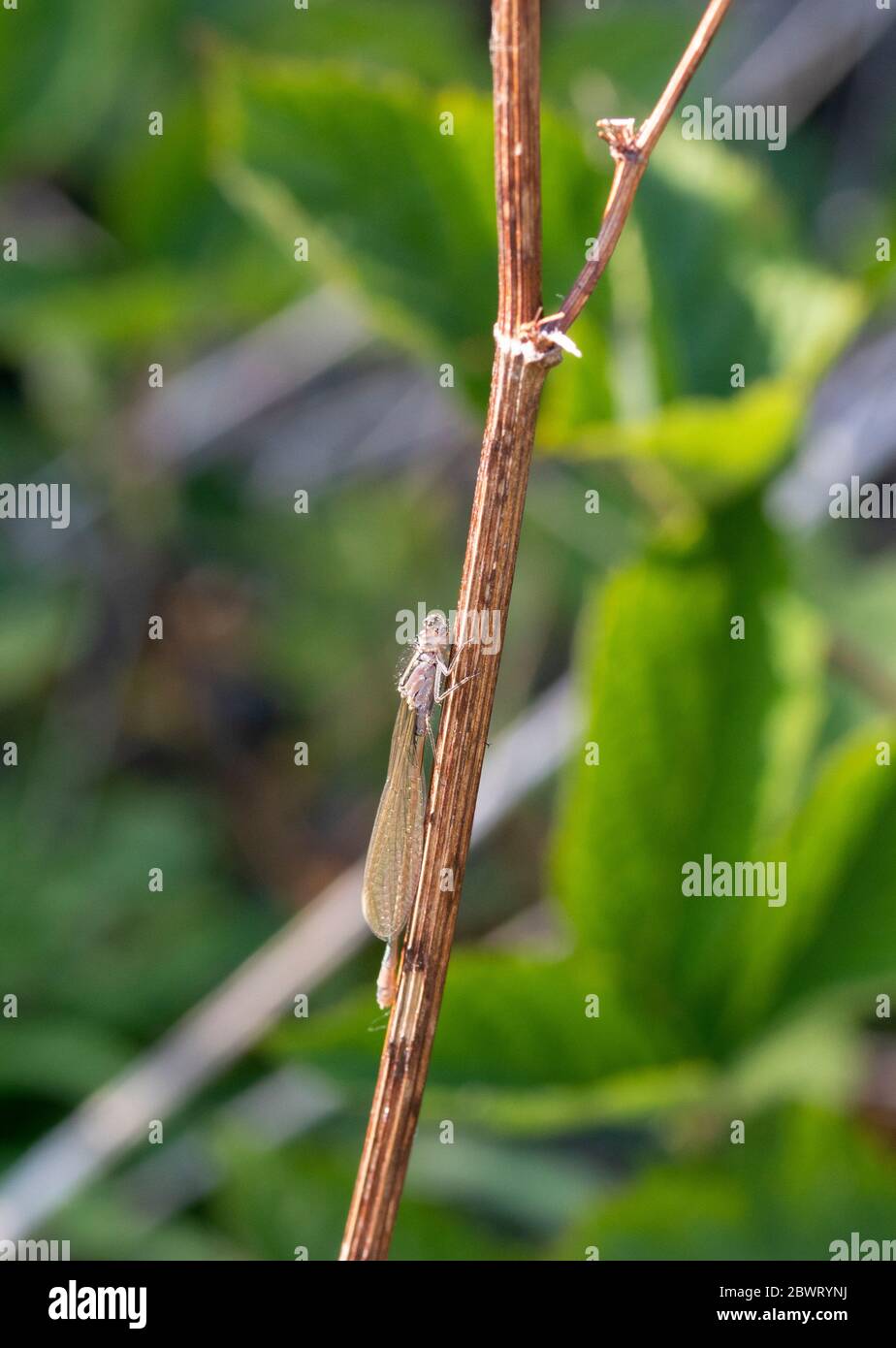 Newly emerged Common Blue Damselfly Stock Photo - Alamy Newly emerged Common Blue Damselfly Stock Photo - Alamy