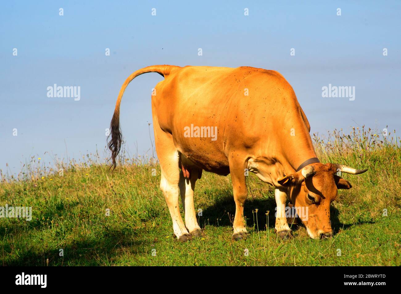 Spain cow farm spanish galician hi-res stock photography and images - Alamy