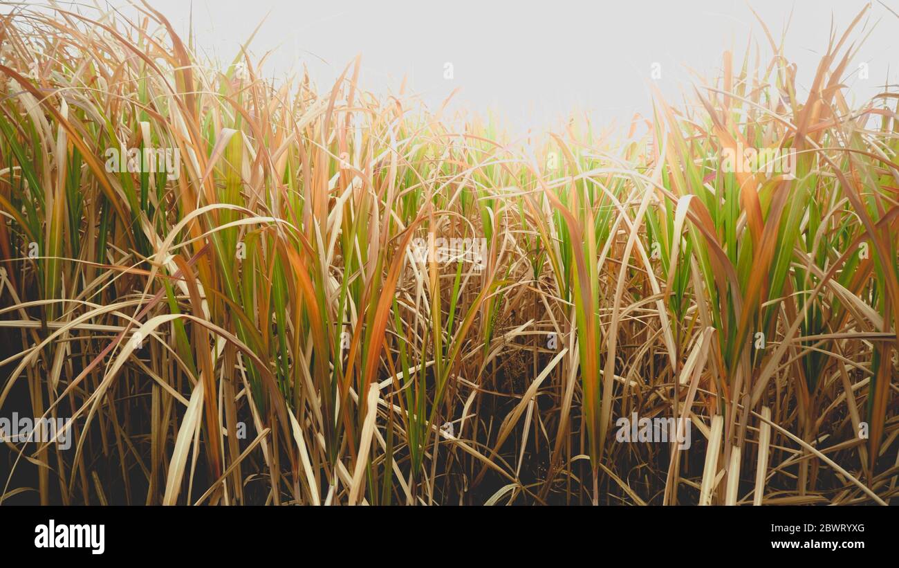 Closeup toned photo of high grass on dry field at autumn Stock Photo ...