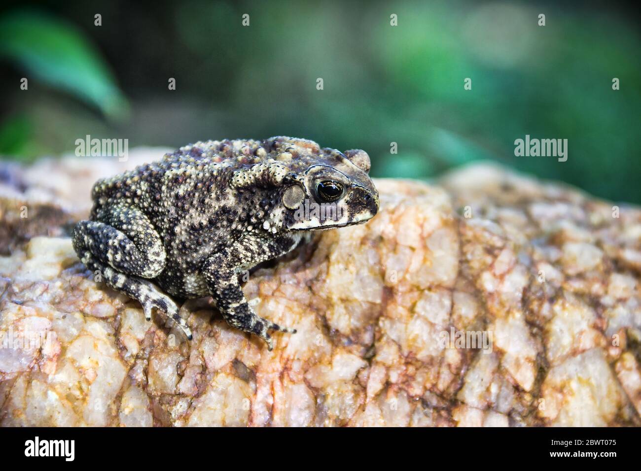 Ferguson's toad (Bufo fergusonii) in past Schneider's (dwarf) toad ...