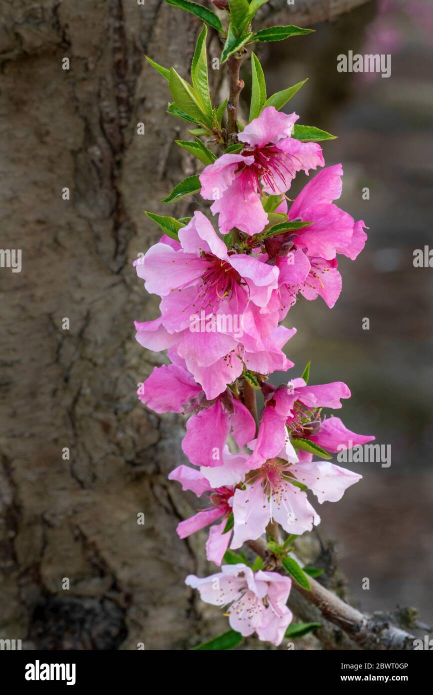 Spring fruit tree hi-res stock photography and images - Alamy