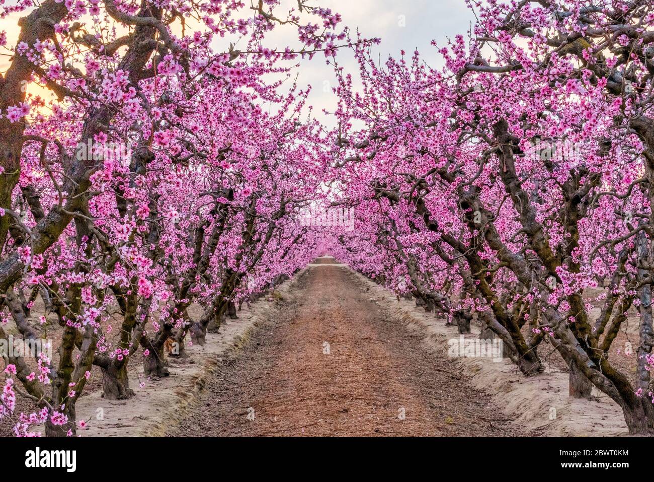 Blossom on fruit tree hi-res stock photography and images - Alamy