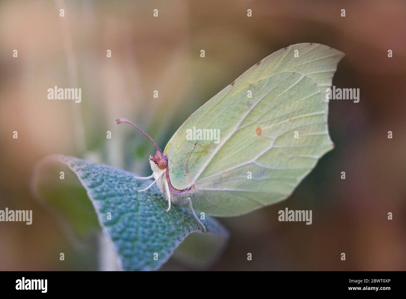 Zerene High Resolution Stock Photography and Images - Alamy