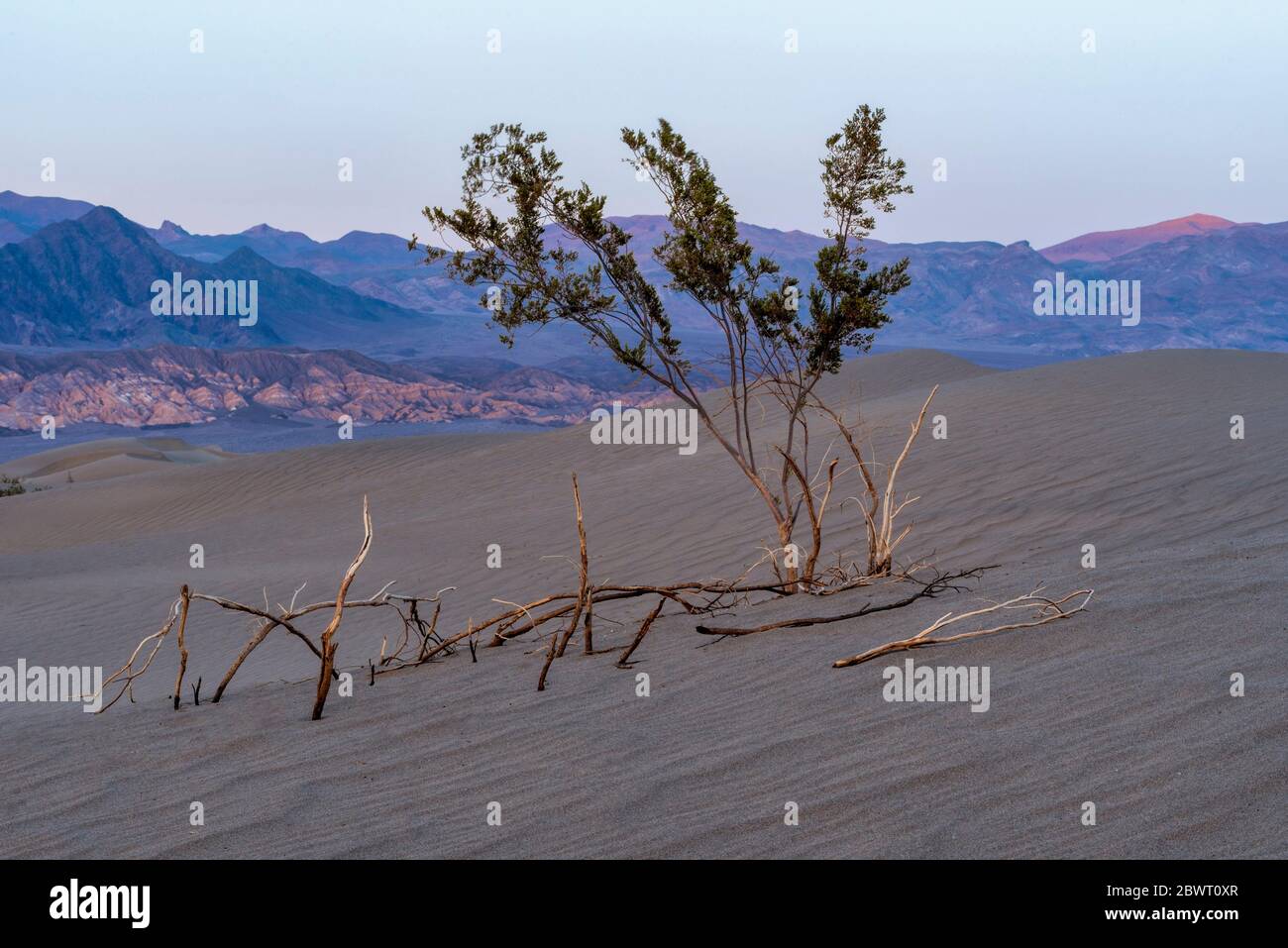 Creosote bush hi-res stock photography and images - Alamy