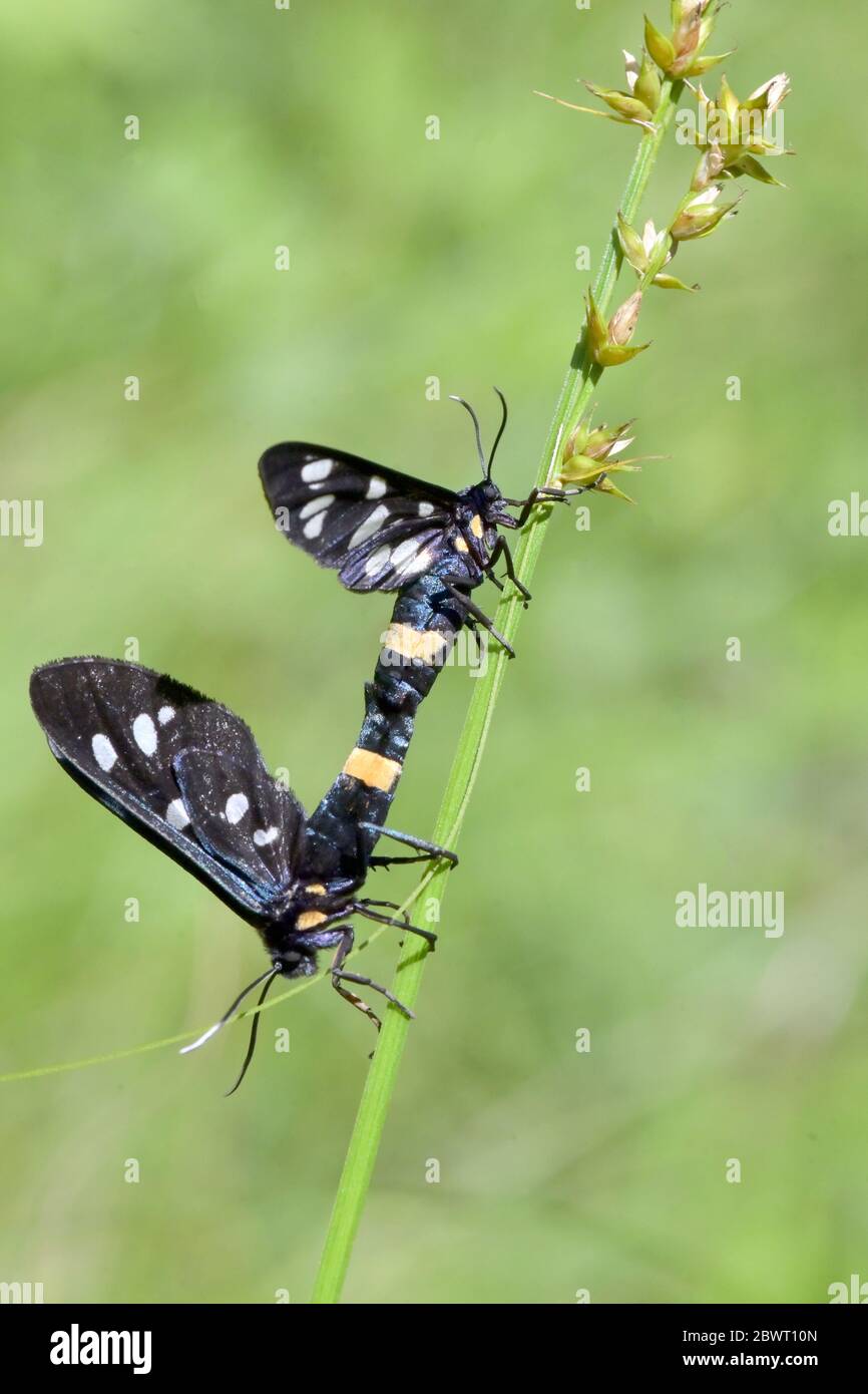 Closeup Mating pair Nine-Spotted Moth (Amata Phegea Stock Photo - Alamy Closeup Mating pair Nine-Spotted Moth (Amata Phegea Stock Photo - Alamy