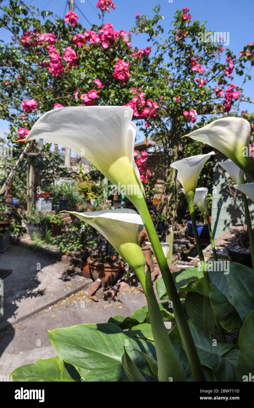 Statuesque Arum Lillies in the sunshine contract with the bright ...