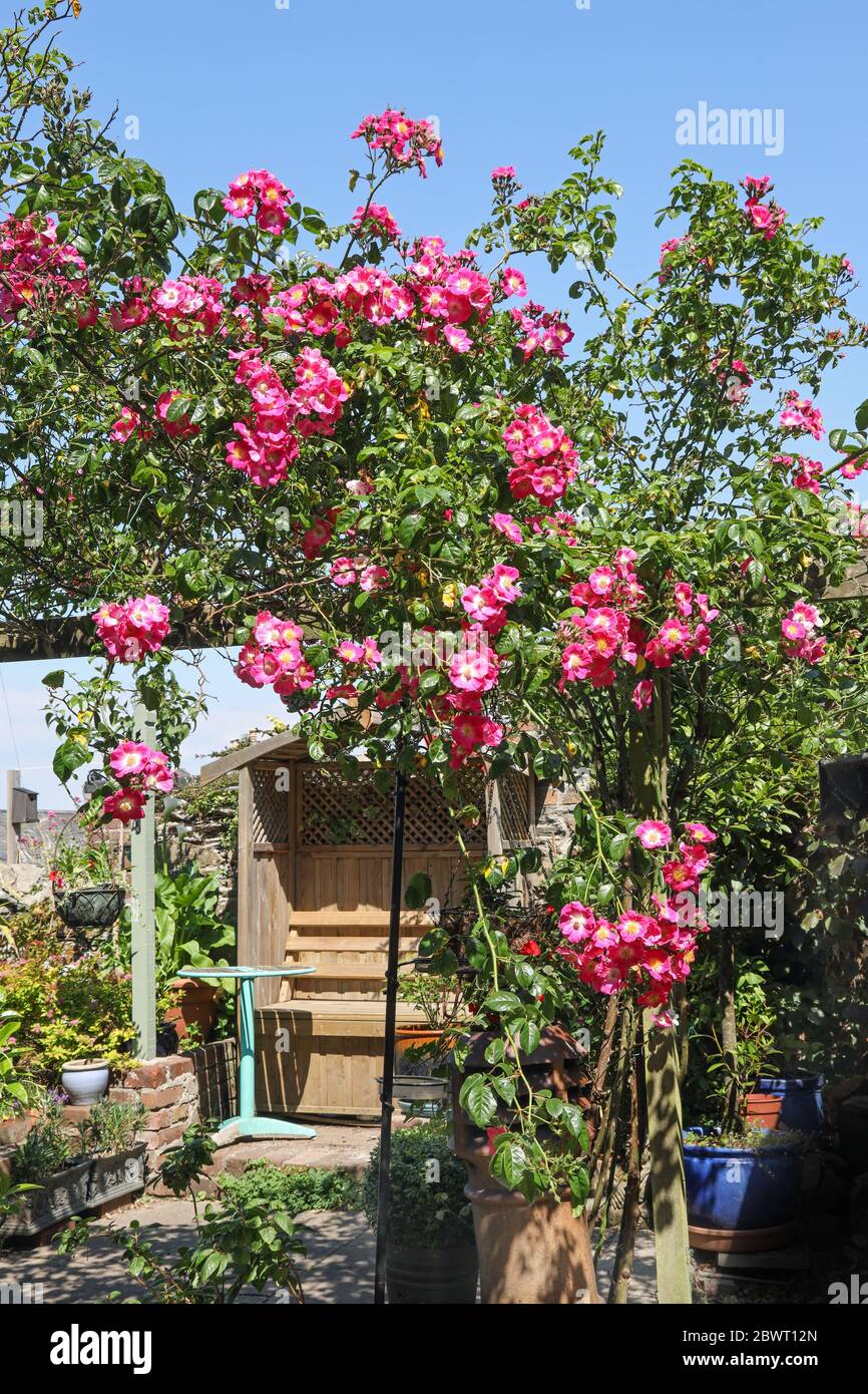 Little briar rose hi-res stock photography and images - Alamy