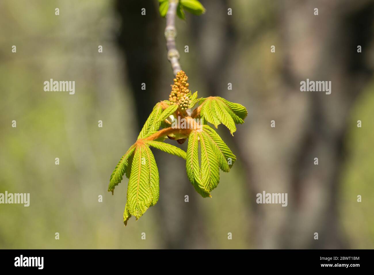 Close up of flower buds of a chestnut tree, Aesculus hippocastanum ...