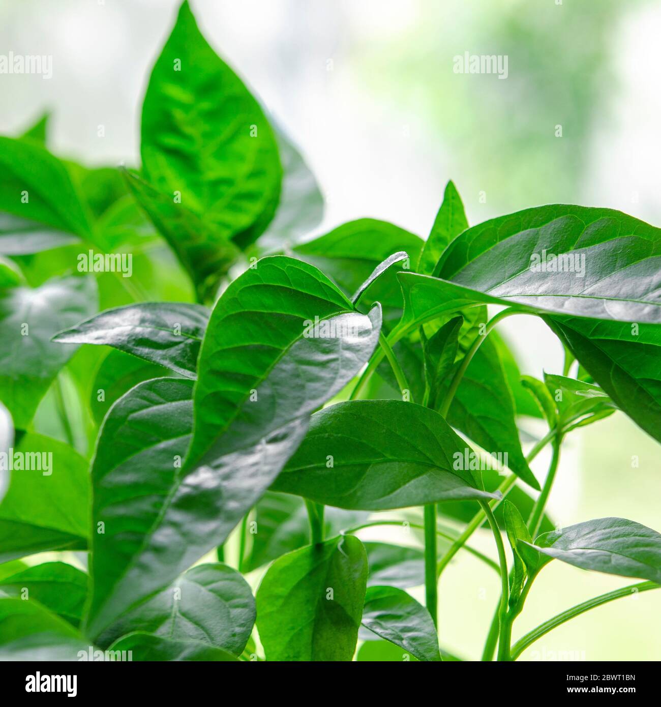 Greenhouse interior peppers hi-res stock photography and images - Alamy