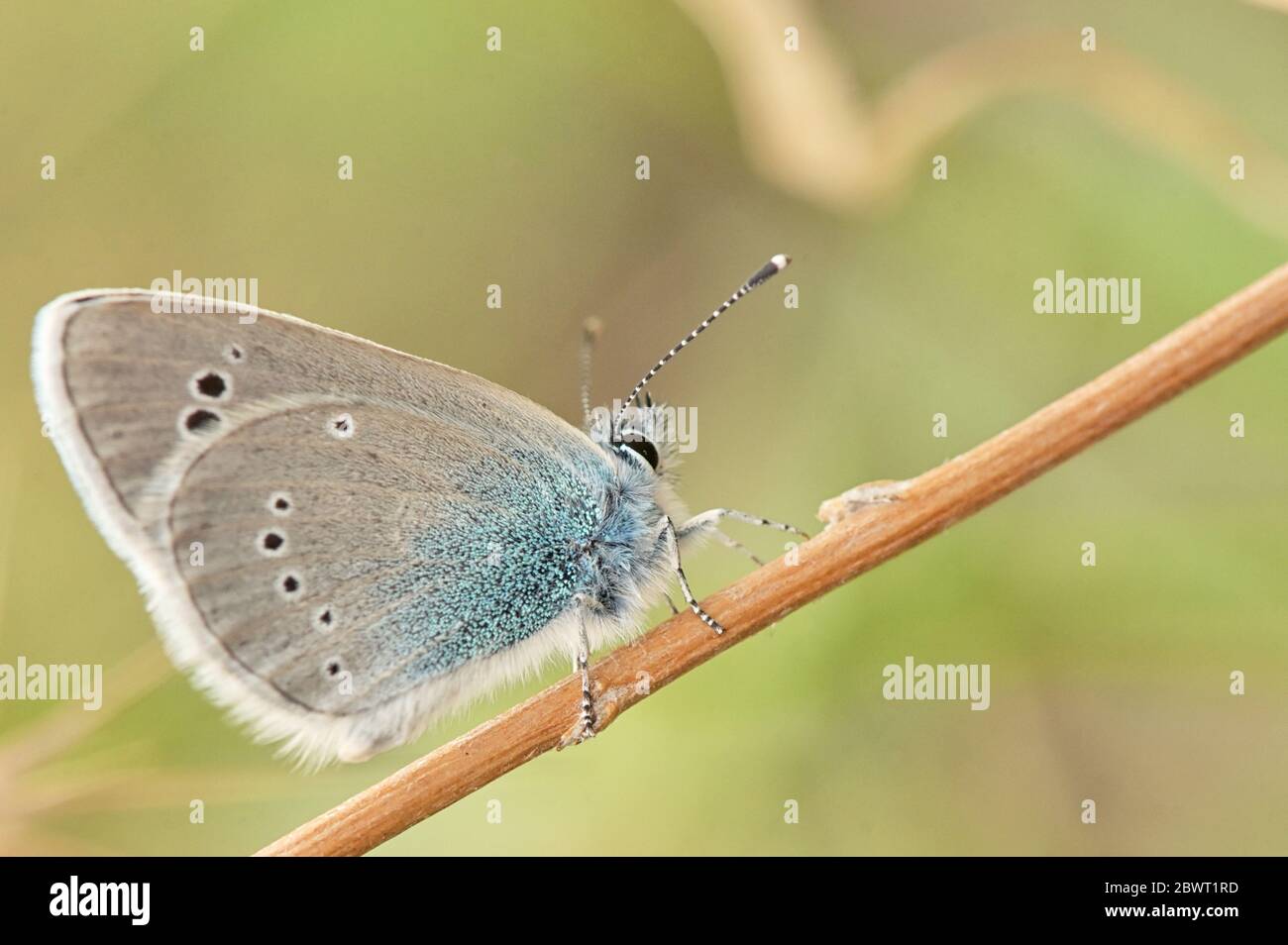 Glaucopsyche alexis, green underside blue butterfly of the family ...