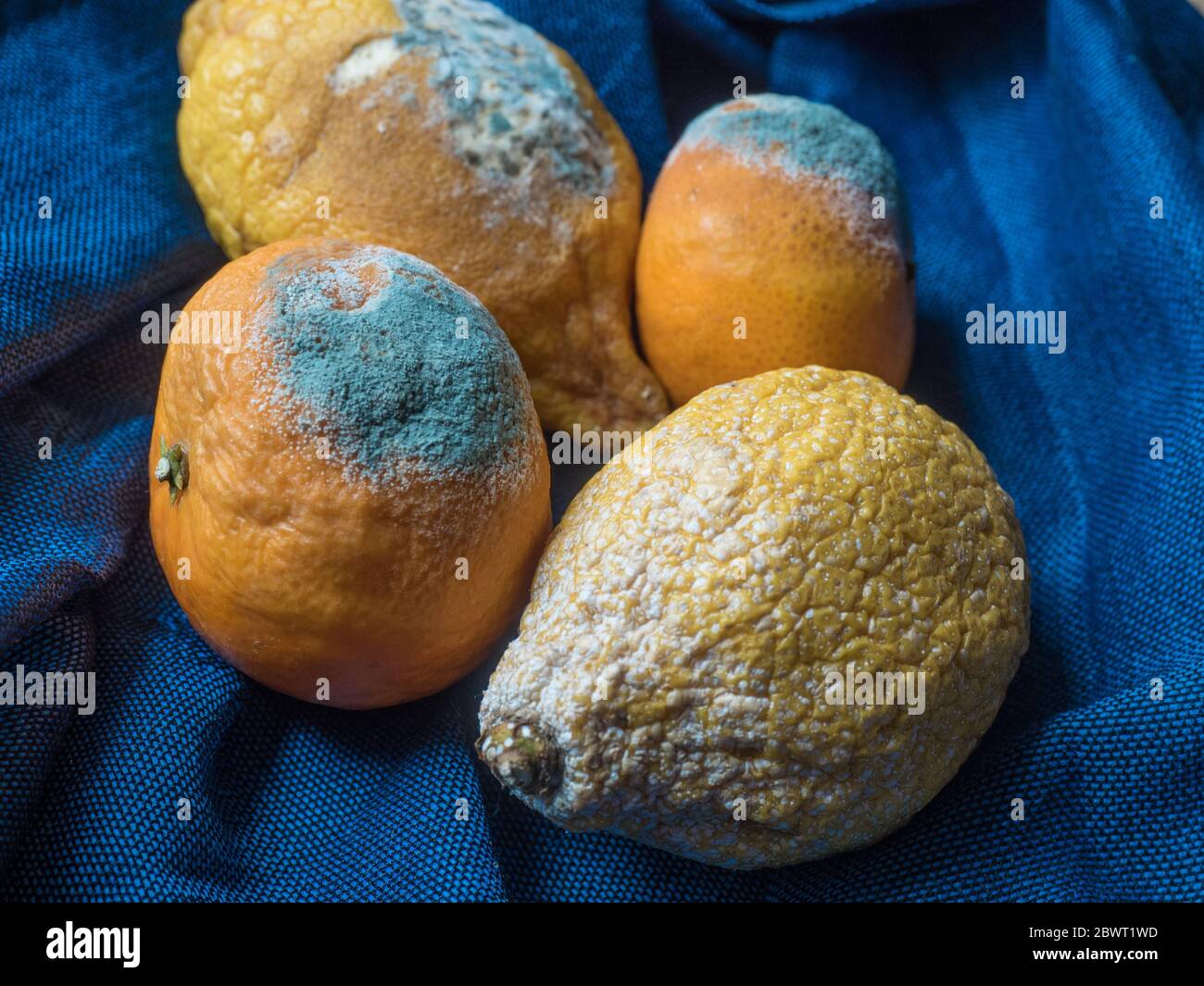Rotten lemon green white mold hi-res stock photography and images - Alamy