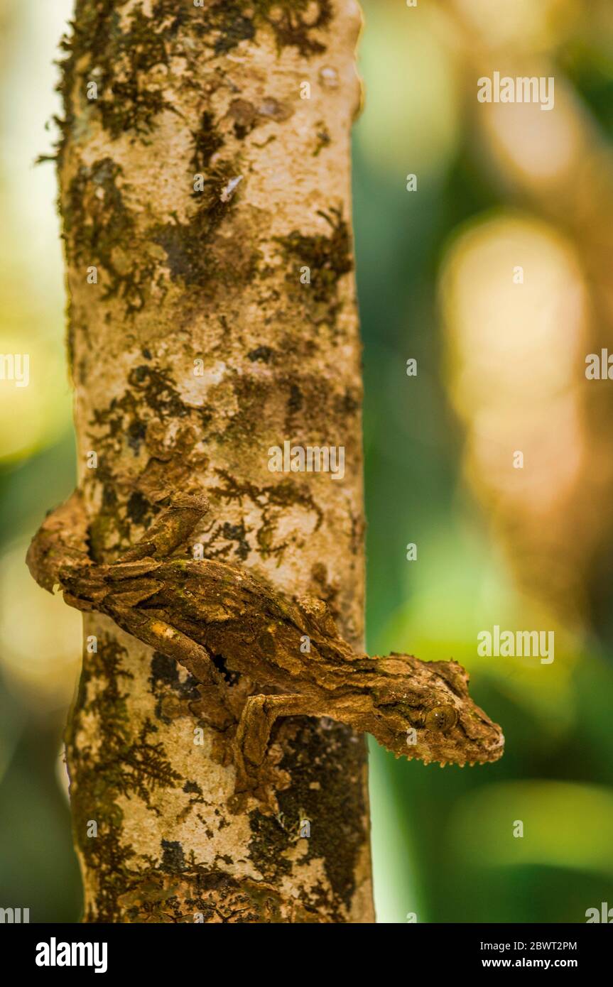 Gecko tree hi-res stock photography and images - Alamy