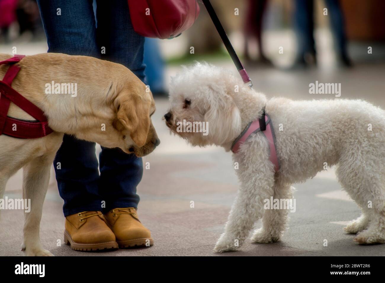 Labrador Poodle Mix High Resolution Stock Photography and Images - Alamy