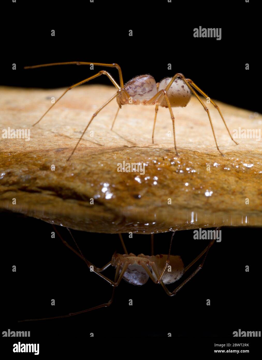 Spitting Spider High Resolution Stock Photography and Images - Alamy