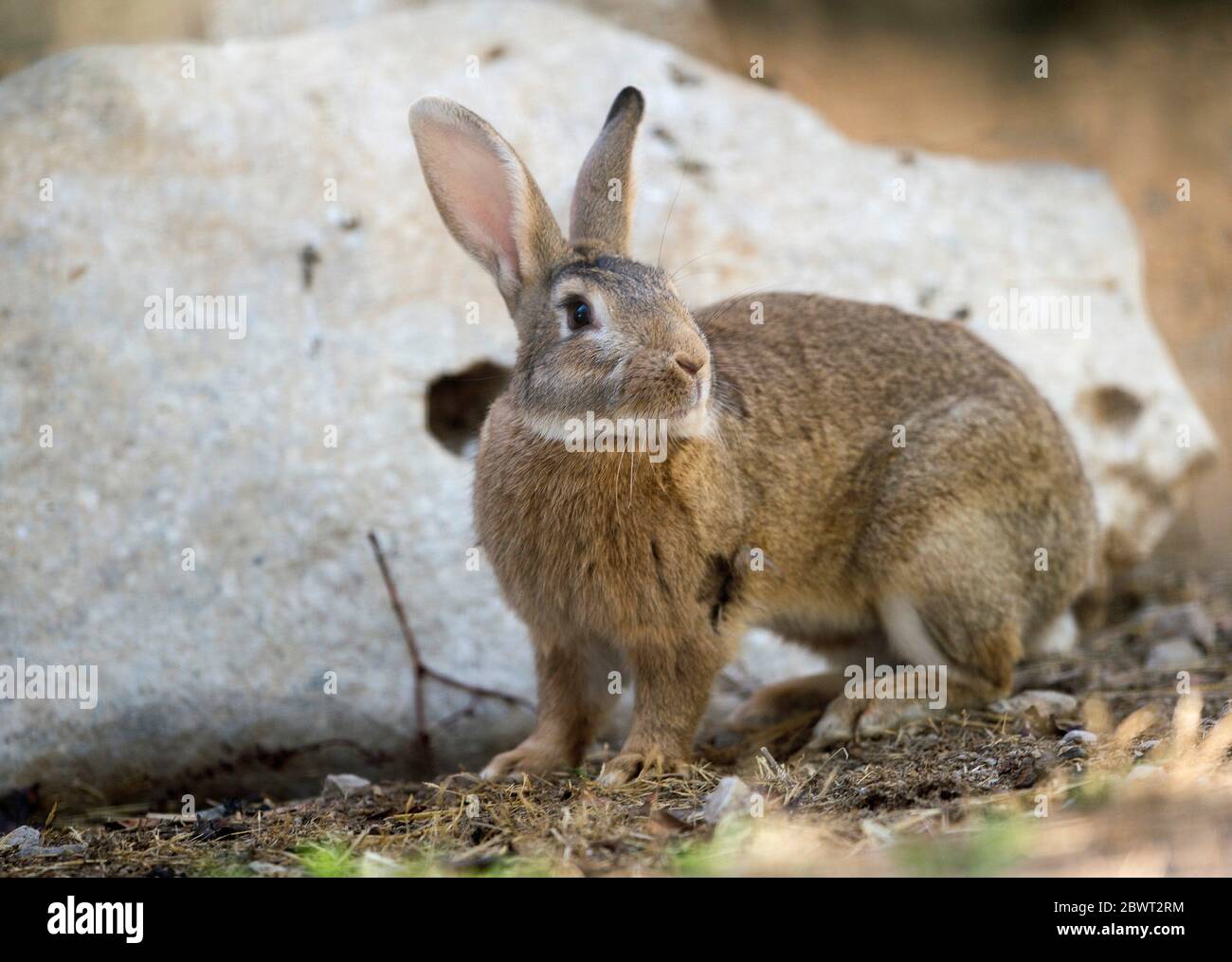 Old World Rabbit High Resolution Stock Photography and Images - Alamy