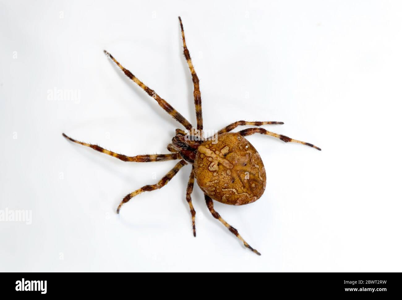 Nature diademata hi-res stock photography and images - Alamy