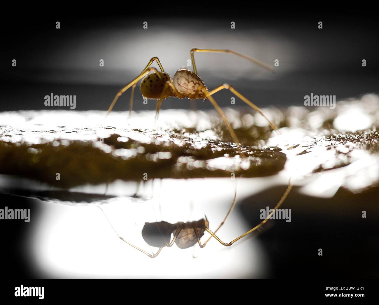 Scytodidae hi-res stock photography and images - Alamy