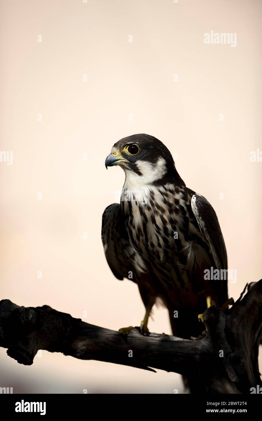200 bird species hi-res stock photography and images - Alamy