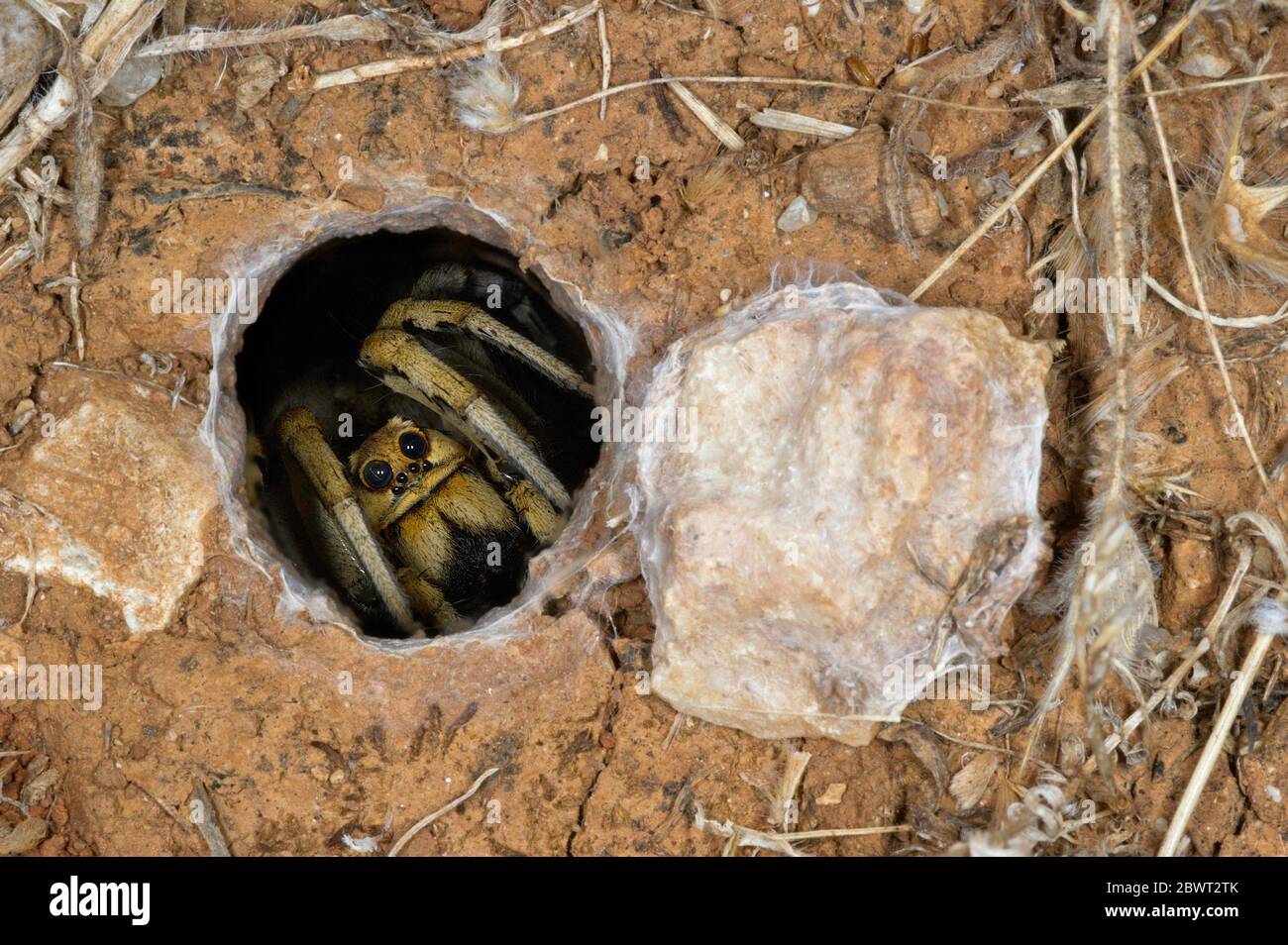 Burrow spider hi-res stock photography and images - Alamy
