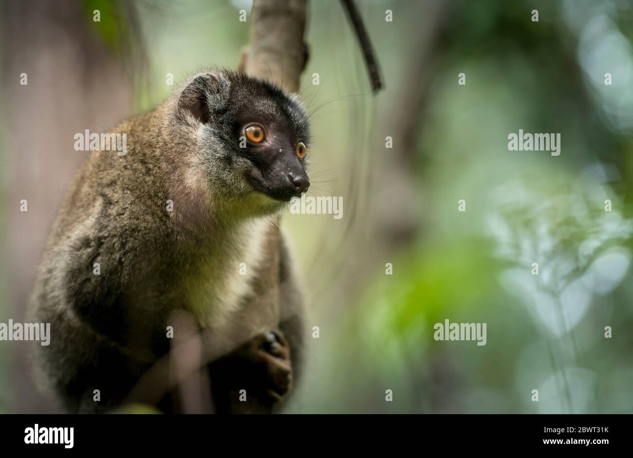 Eulemur fulvus fulvus hi-res stock photography and images - Alamy