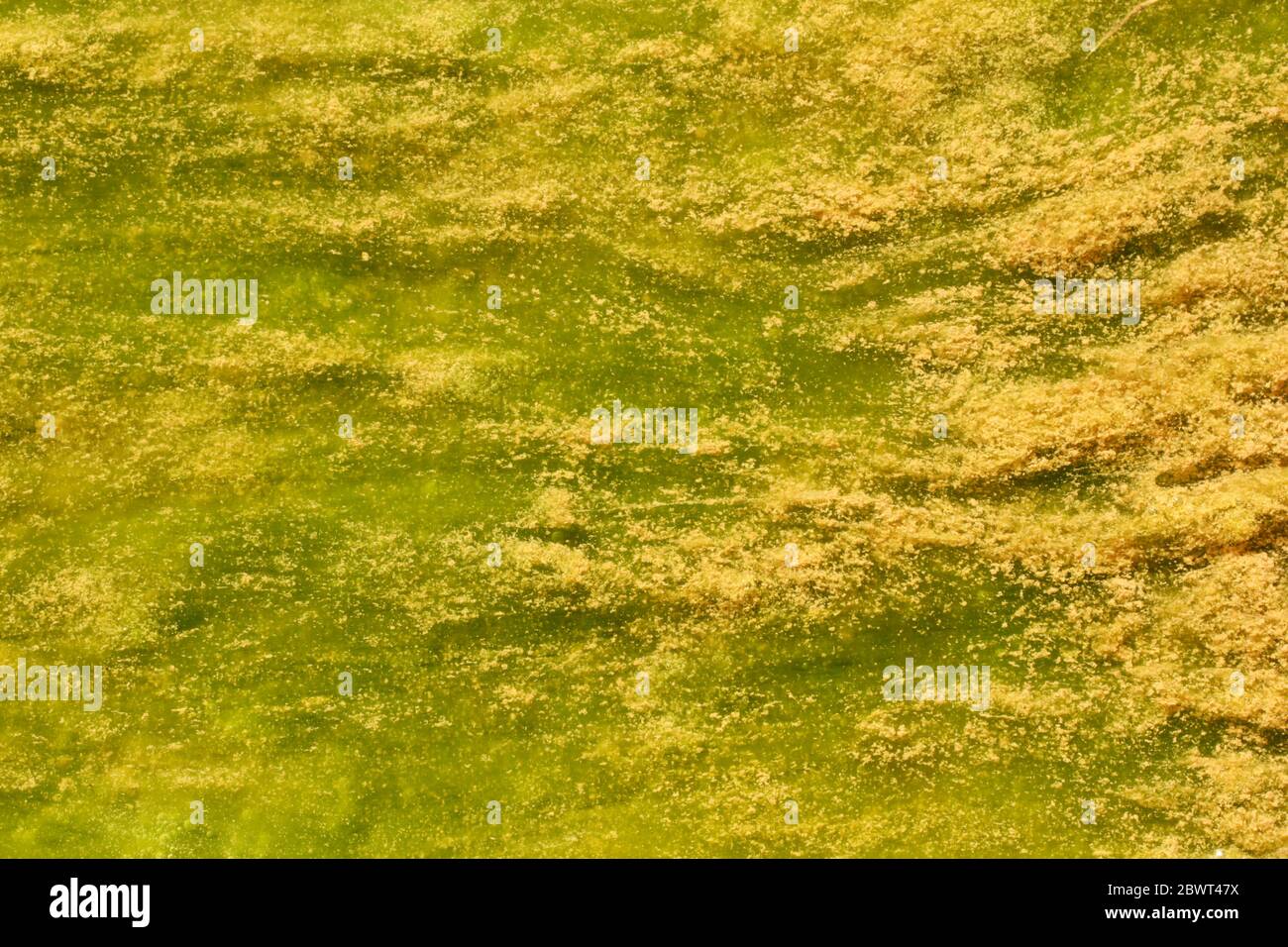 Green and yellow colors. Polluted water with algae Stock Photo - Alamy