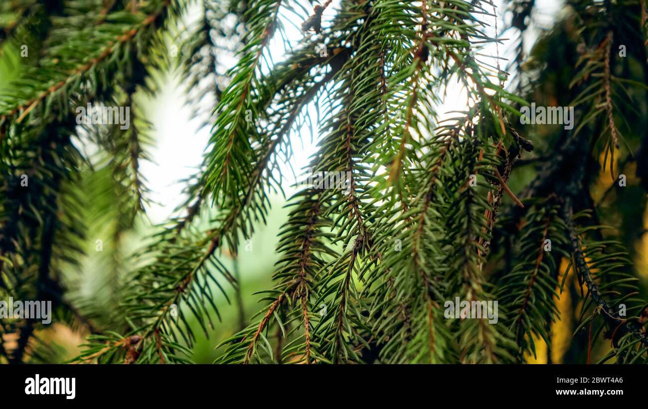 Closeup image of green needles growing on fir tree in the forest Stock ...