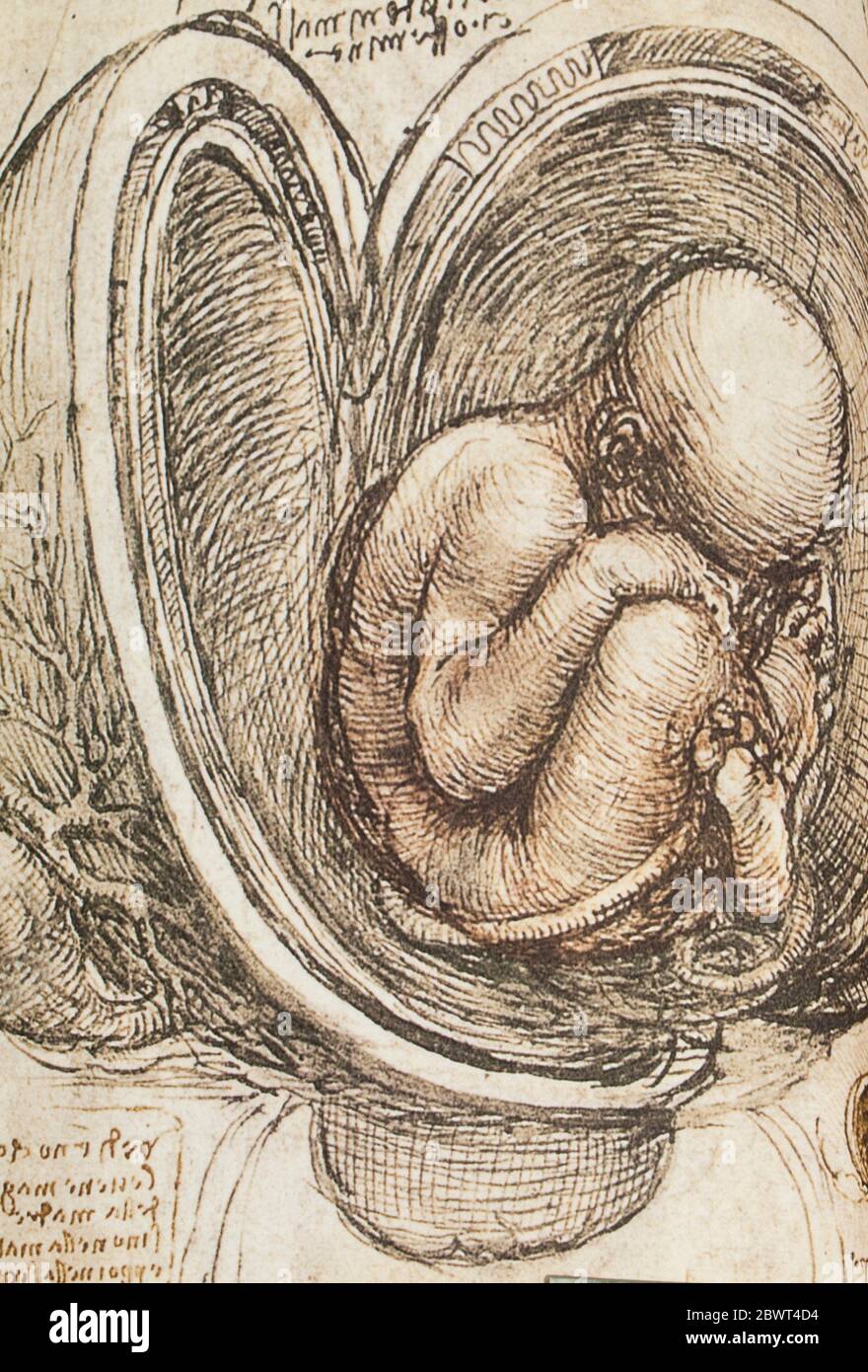 Womb Baby Drawing Art High Resolution Stock Photography and Images - Alamy