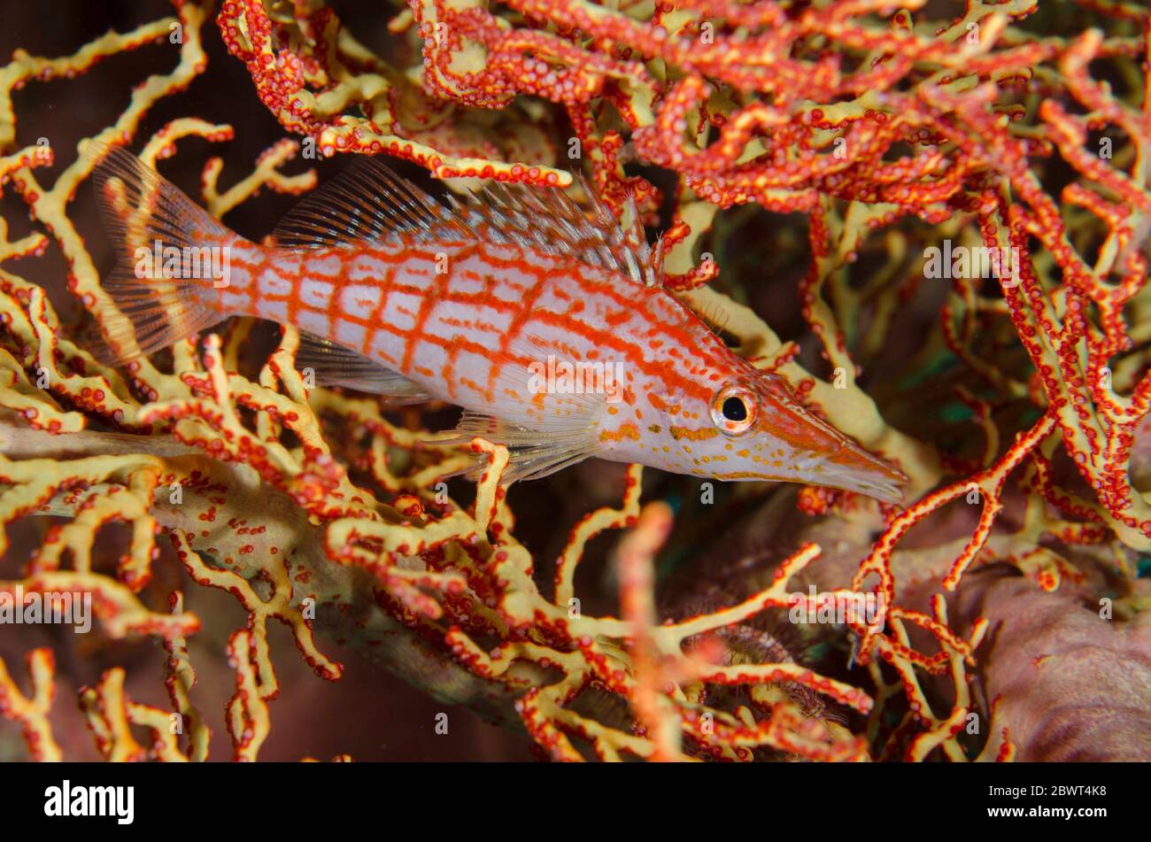 Striped hawkfish High Resolution Stock Photography and Images - Alamy
