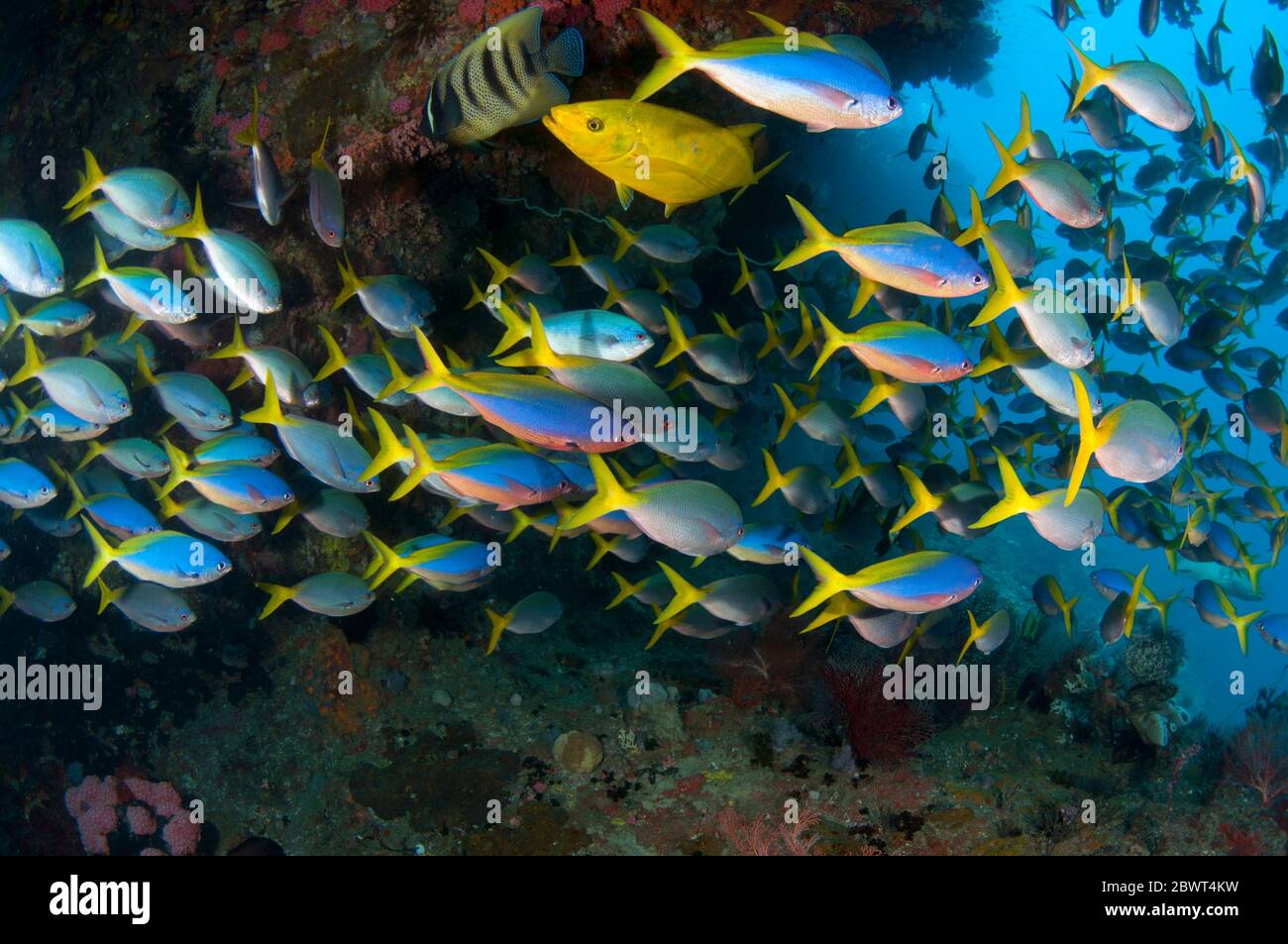 King Angelfish High Resolution Stock Photography and Images - Alamy