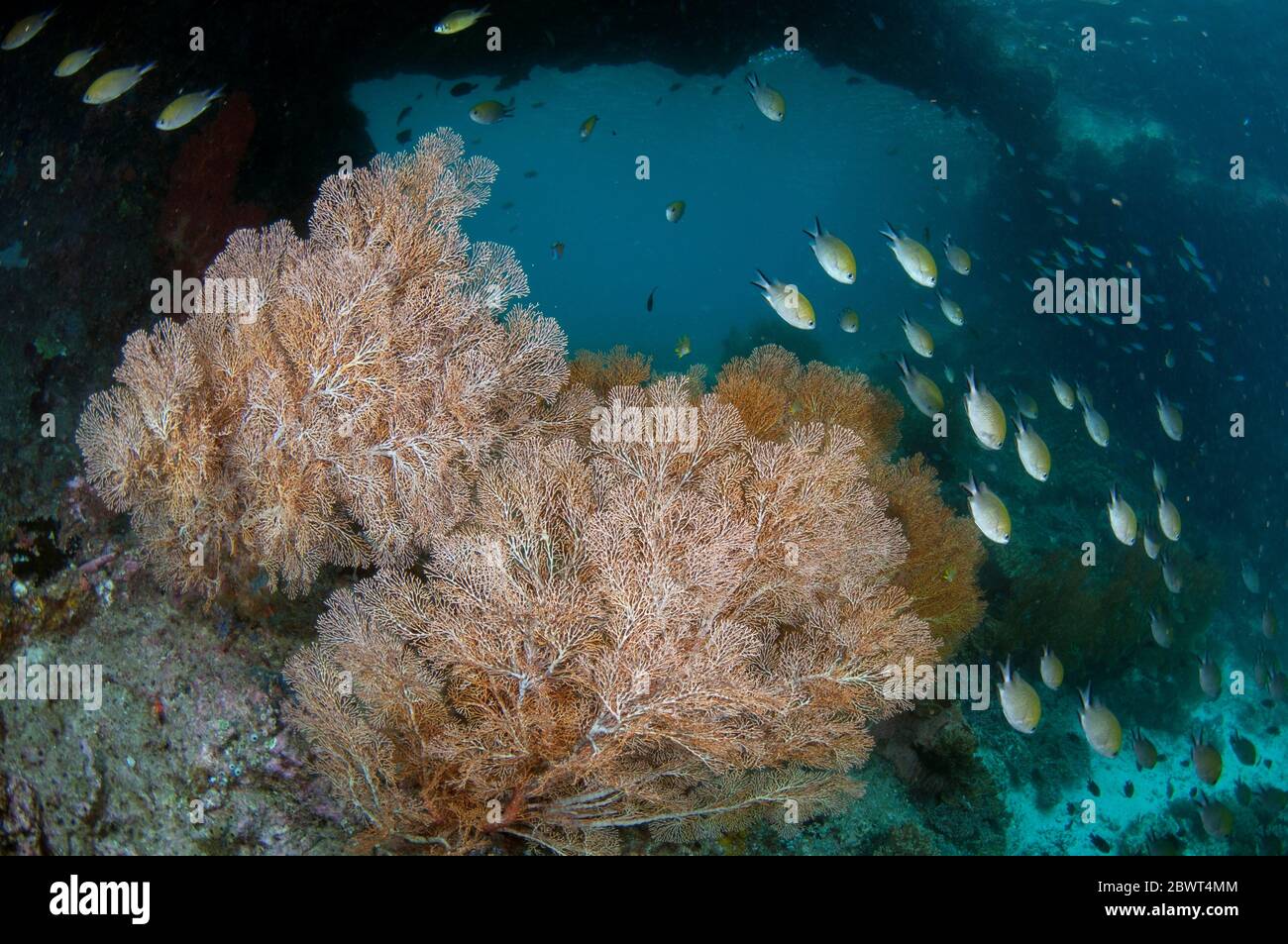 Damselfish chromis sp hi-res stock photography and images - Alamy