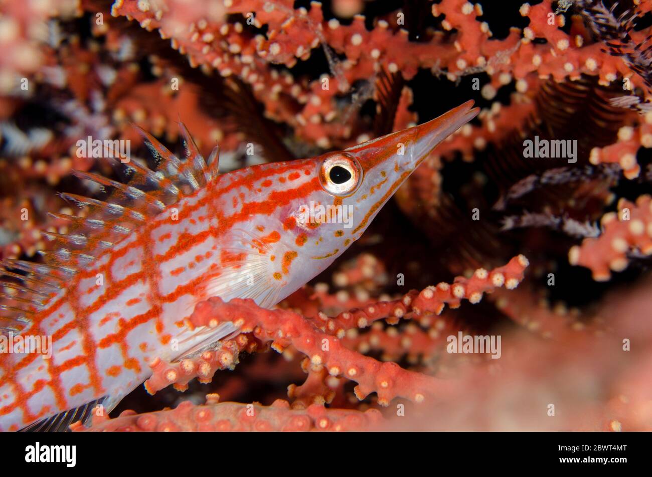 Striped hawkfish High Resolution Stock Photography and Images - Alamy