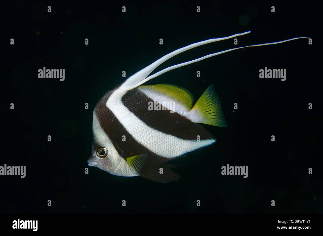 Barred Fin High Resolution Stock Photography and Images - Alamy