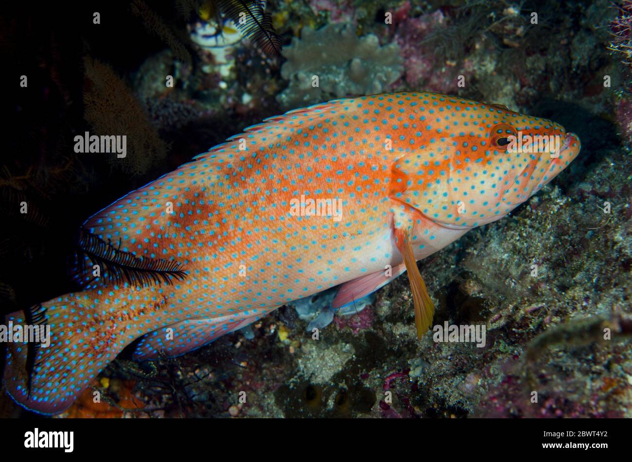 Coral Grouper Cephalopholis Miniata High Resolution Stock Photography ...