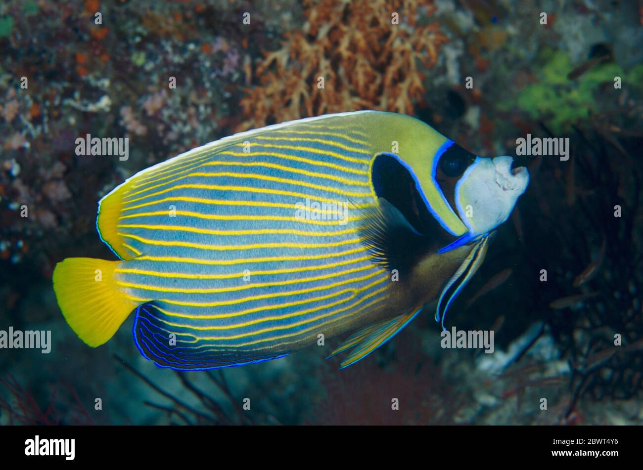 King Angelfish High Resolution Stock Photography and Images - Alamy