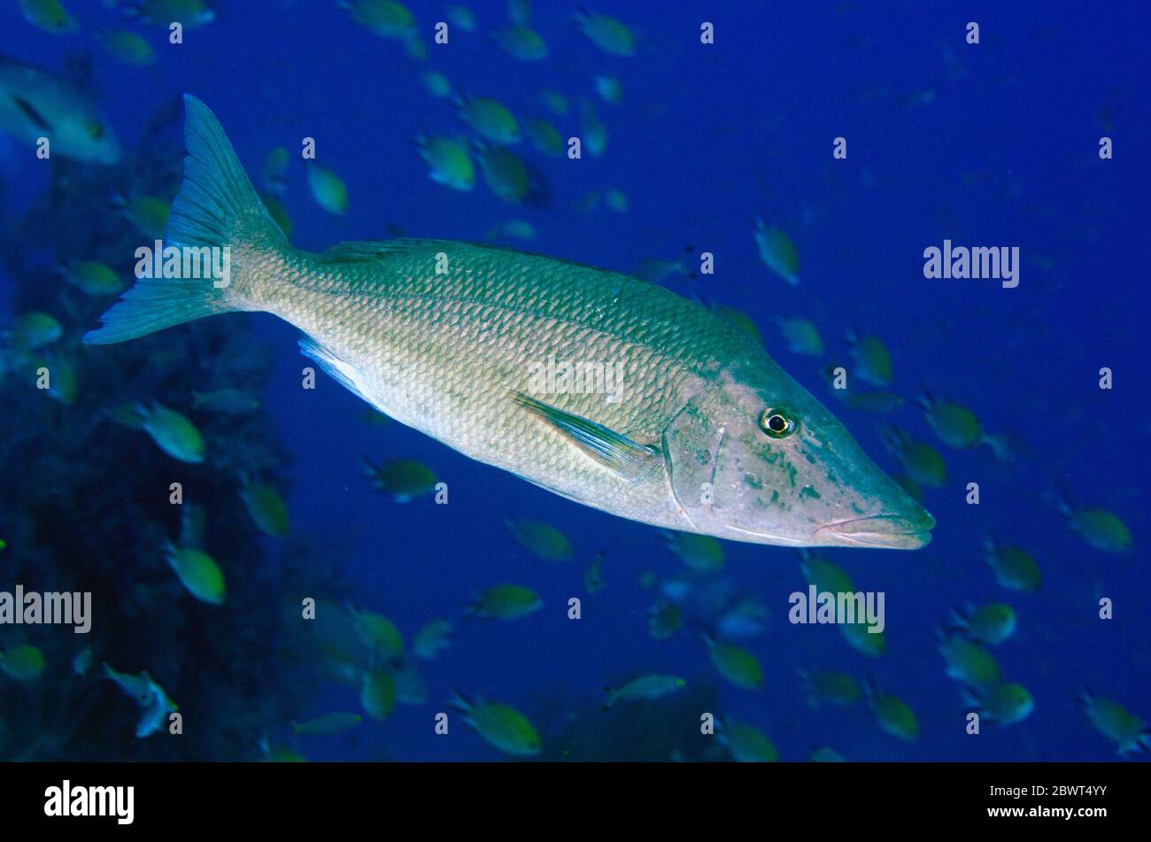 Longface Emperor High Resolution Stock Photography and Images - Alamy