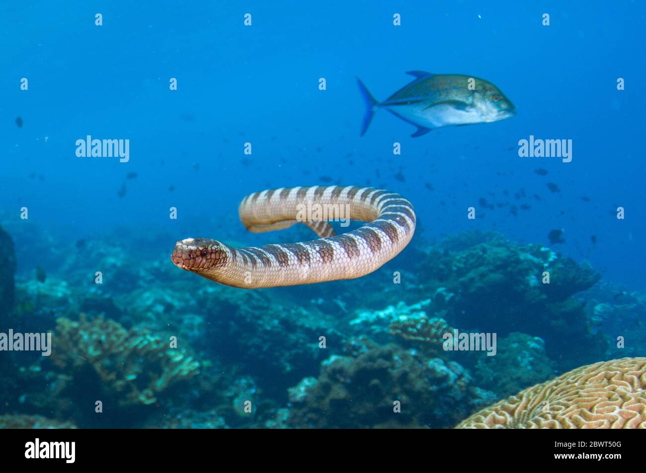 Sea Snake High Resolution Stock Photography and Images - Alamy