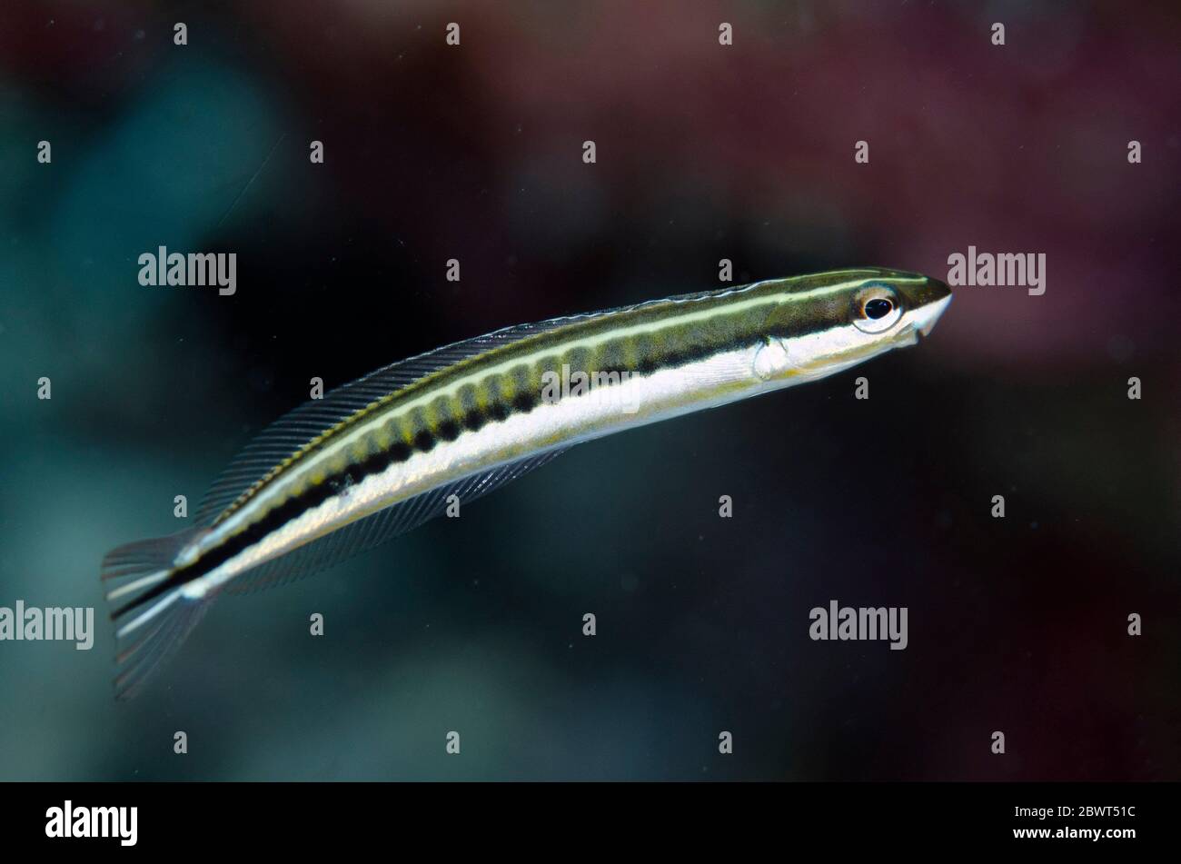 Koon Diving High Resolution Stock Photography and Images - Alamy