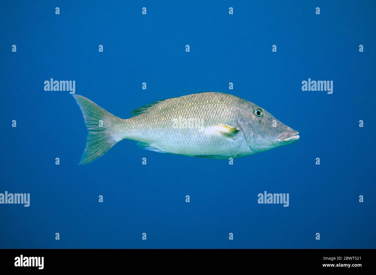 Longface emperor hi-res stock photography and images - Alamy