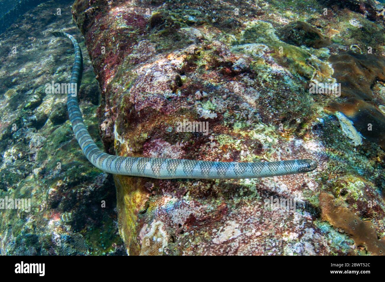 Striped sea snake hi-res stock photography and images - Alamy