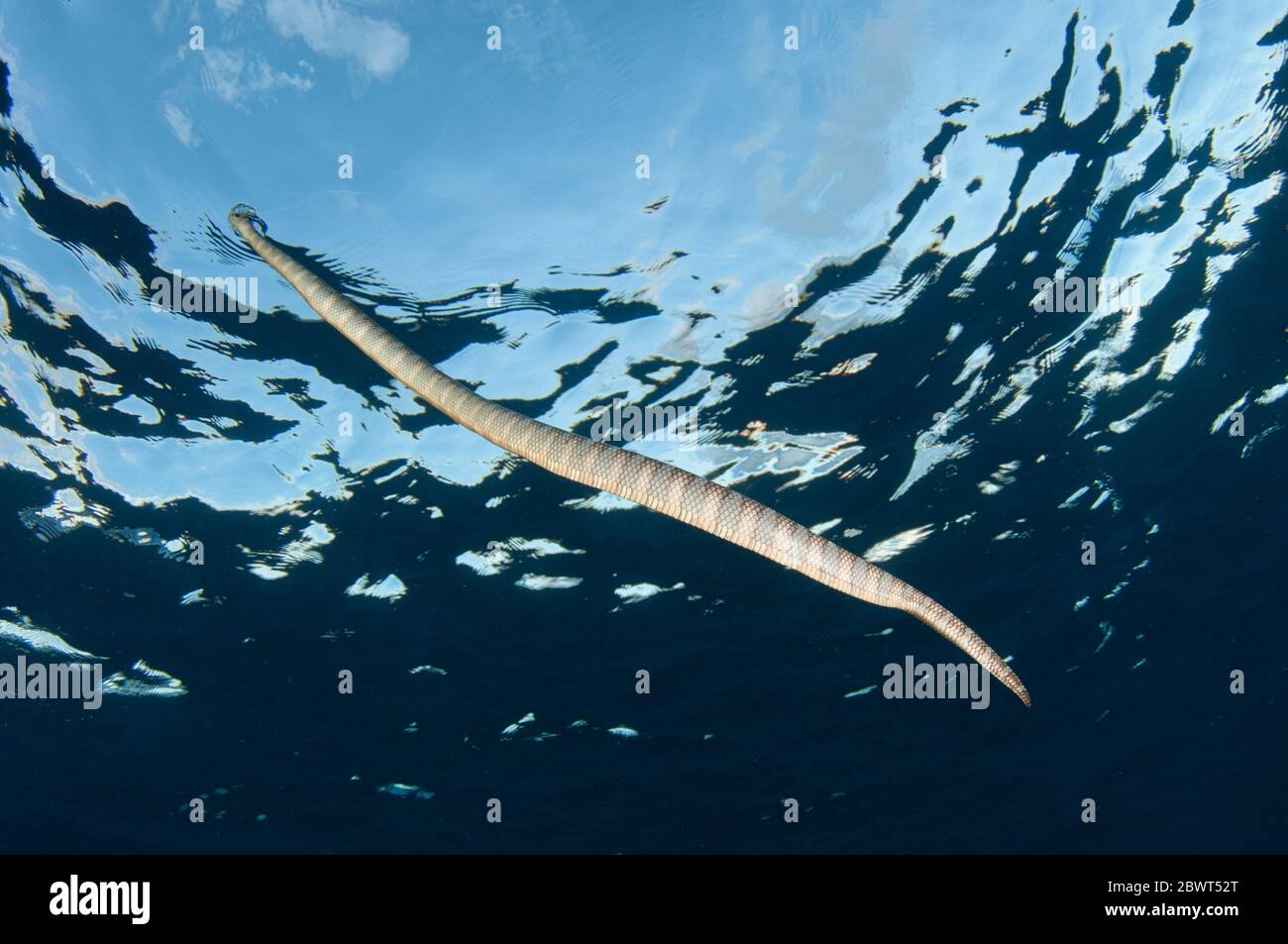 Snake breathing High Resolution Stock Photography and Images - Alamy