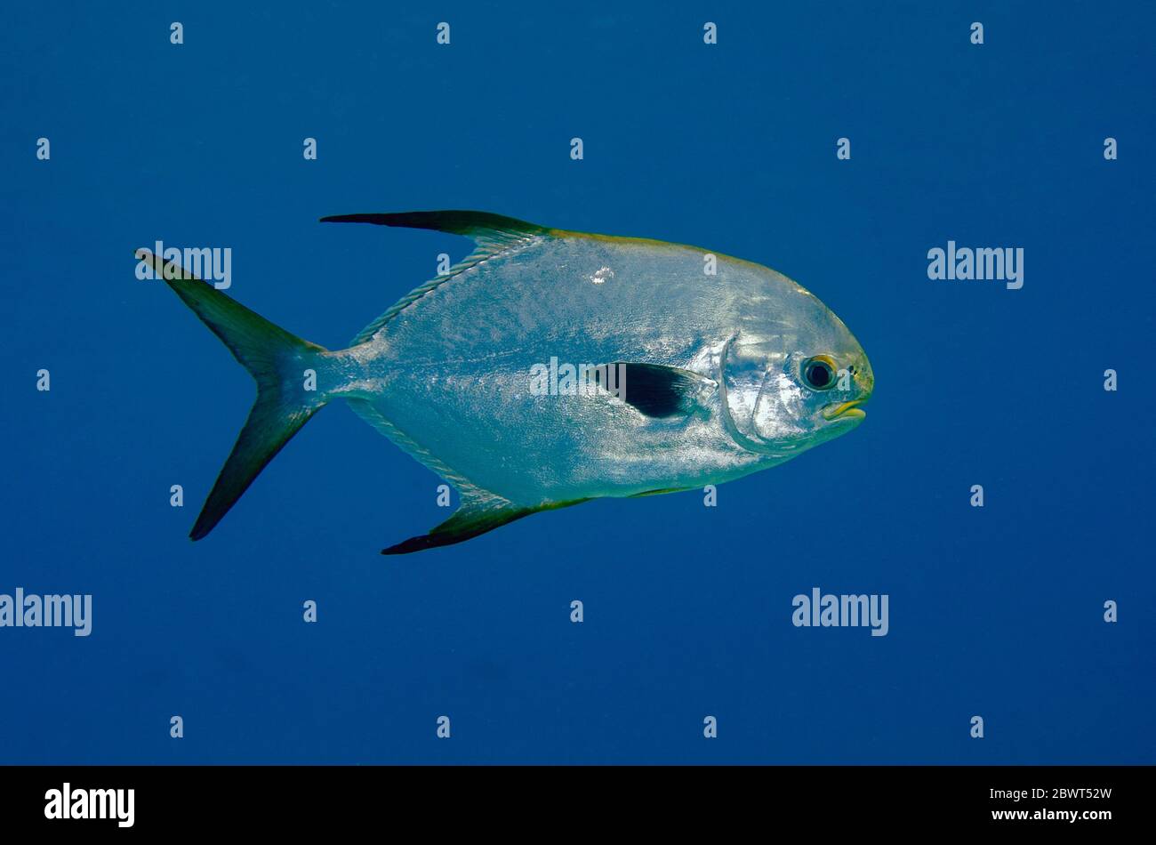 Pompano Fish High Resolution Stock Photography and Images - Alamy