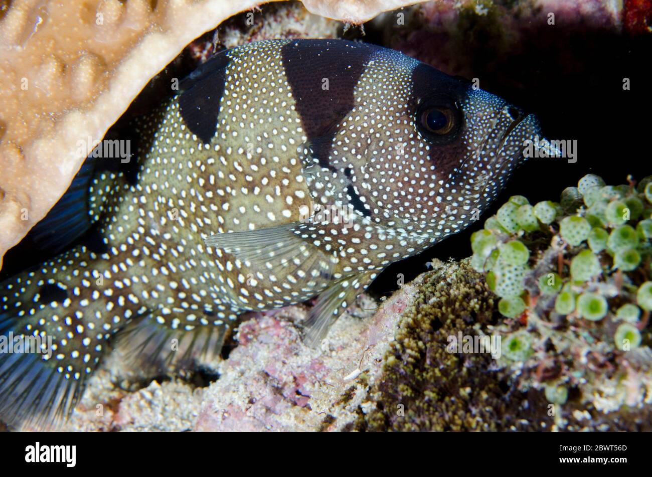 Batu islands hi-res stock photography and images - Alamy